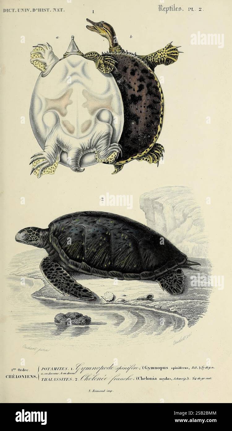 Turtle reveals hi-res stock photography and images - Alamy