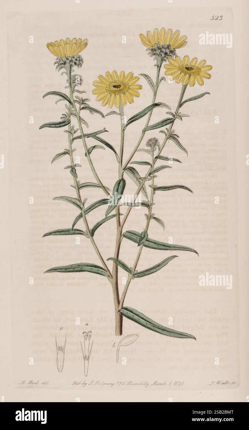 The, Botanical, Register, London, Printed, for James, Ridgway, 1815 ...