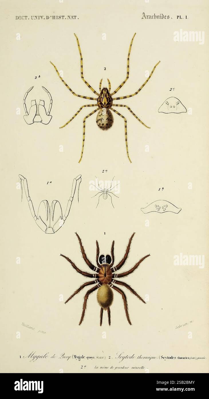 Two detailed diagrams highlight hi-res stock photography and images - Alamy