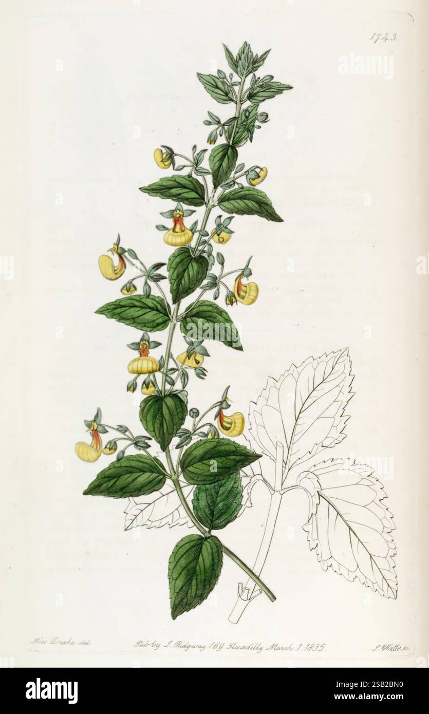Plant introduction plants ornamental 89 sarah ann drake 2 women hi-res ...