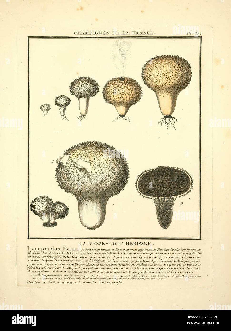 Herbier de la France, Paris, Chez l'auteur, Didot, Debure, Belin, 1780 ...