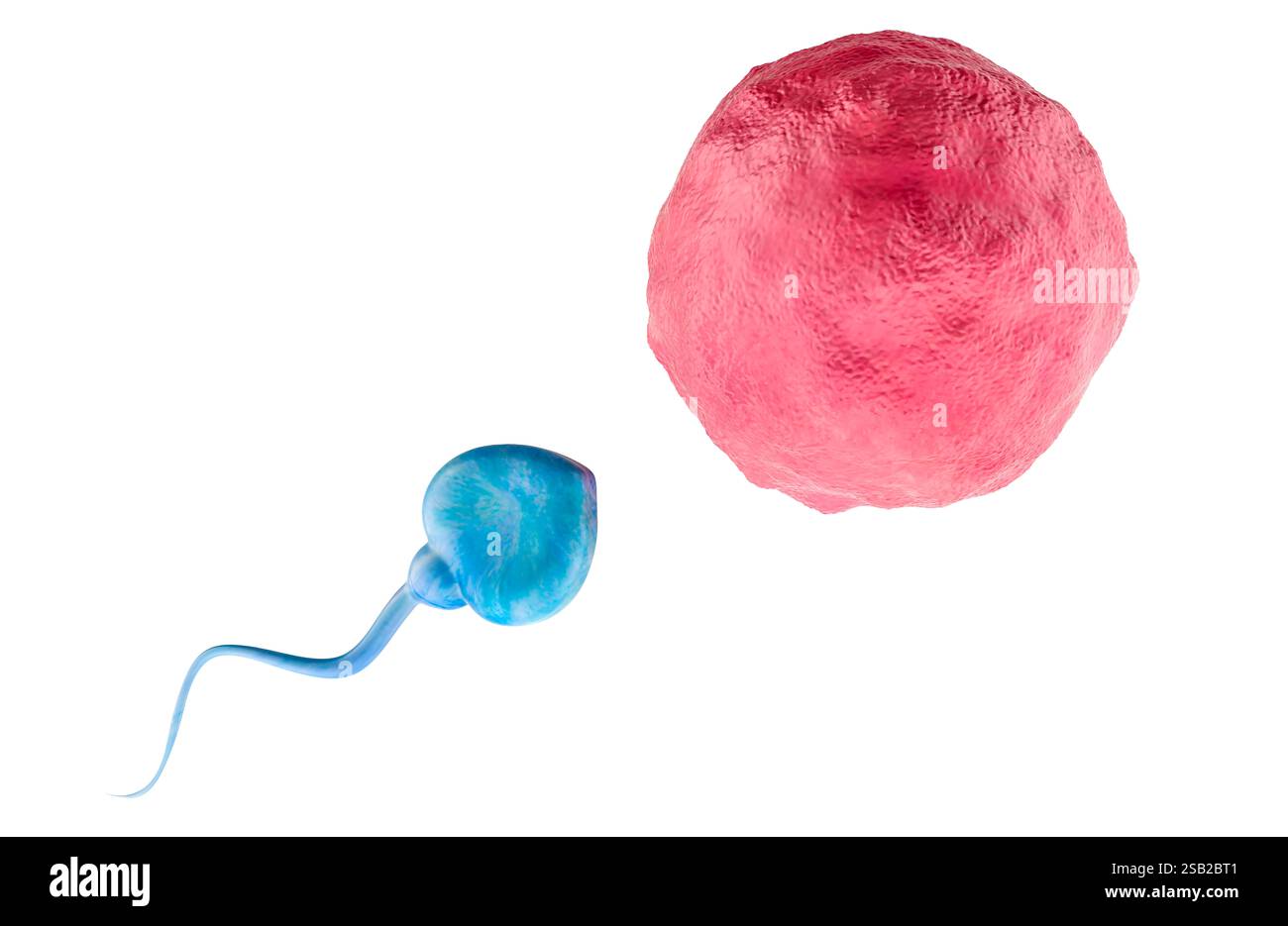 Egg cell, ovum with spermatozoon, 3D rendering isolated on white ...