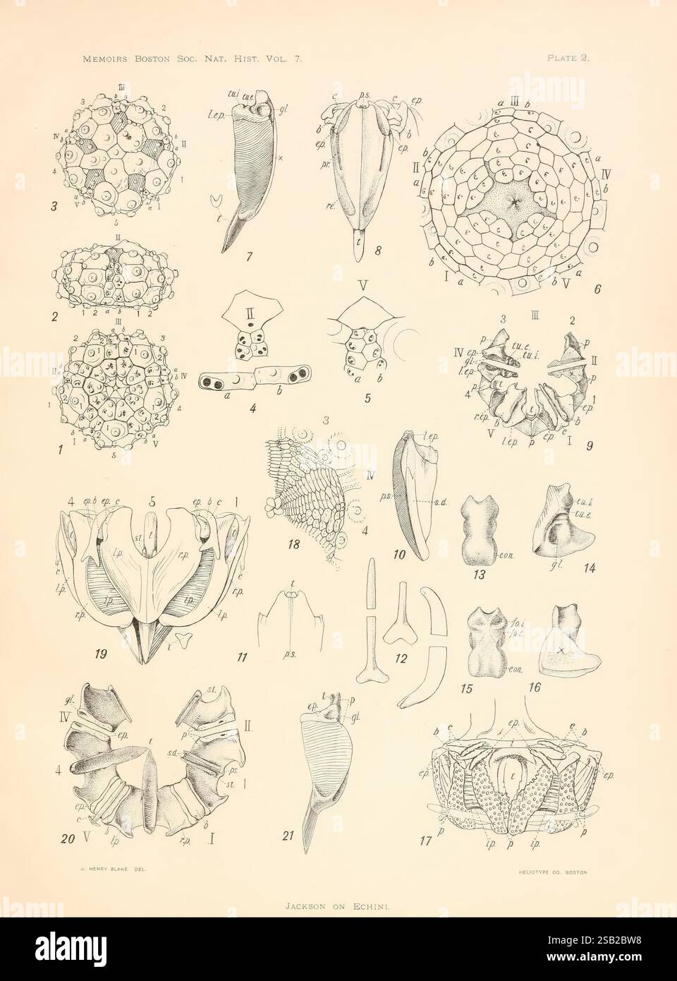 Echinoderm identification hi-res stock photography and images - Alamy