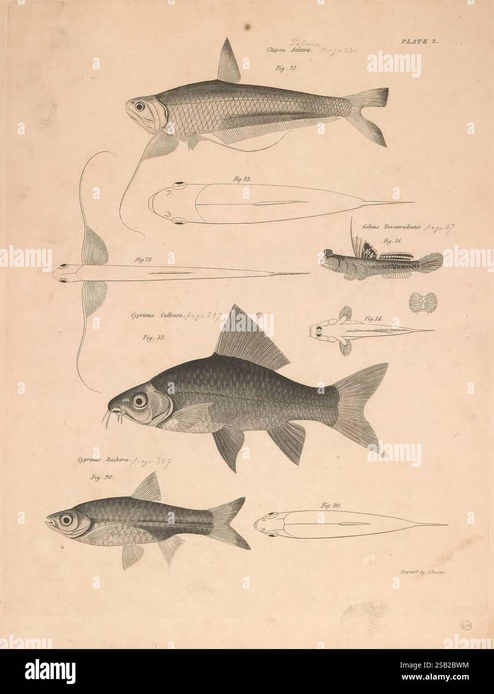 Several distinct types labeled hi-res stock photography and images - Alamy