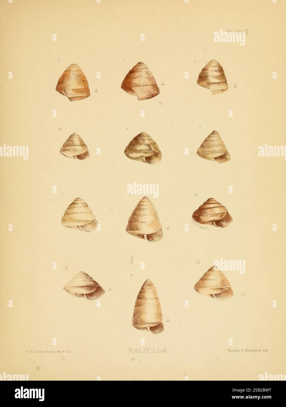 Land and freshwater Mollusca of India London Taylor and Francis 1882 ...