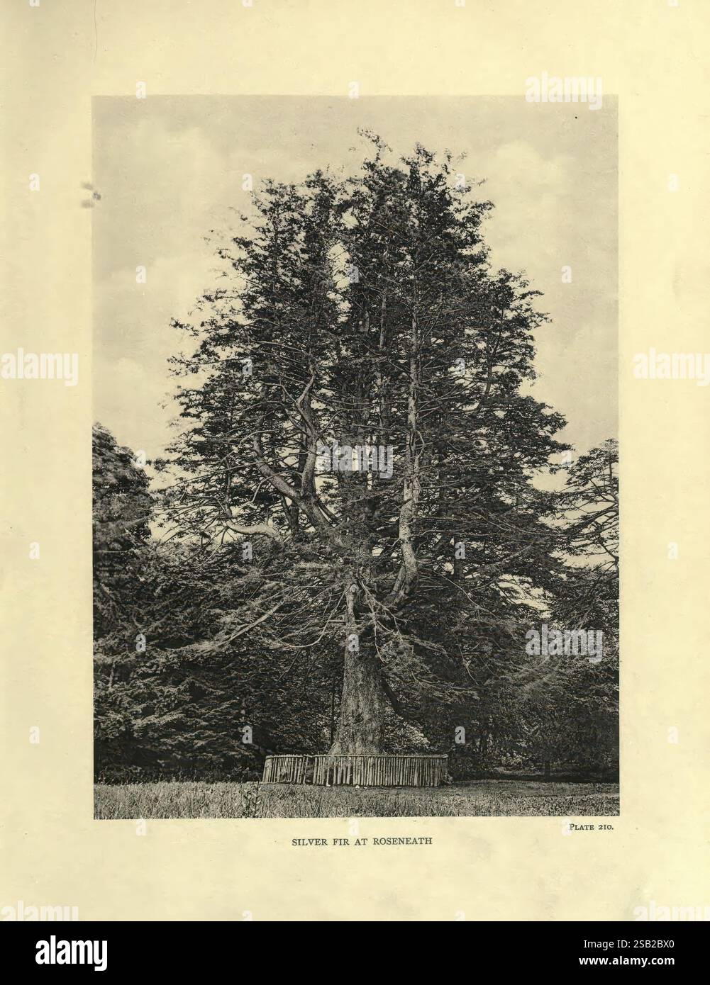 Remarkable natural specimen hi-res stock photography and images - Alamy