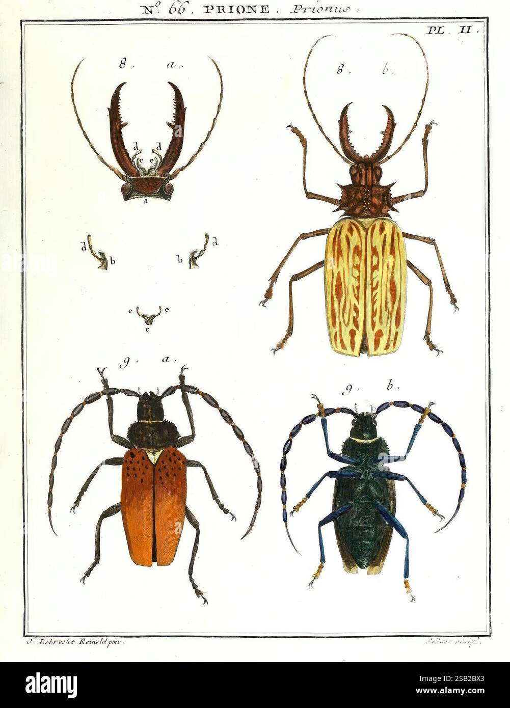 A detailed illustration featuring various species of beetles ...
