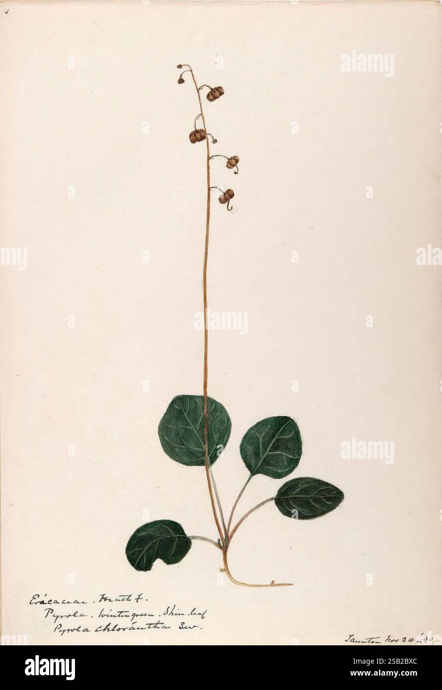 Elliptical rounded leaves hi-res stock photography and images - Alamy