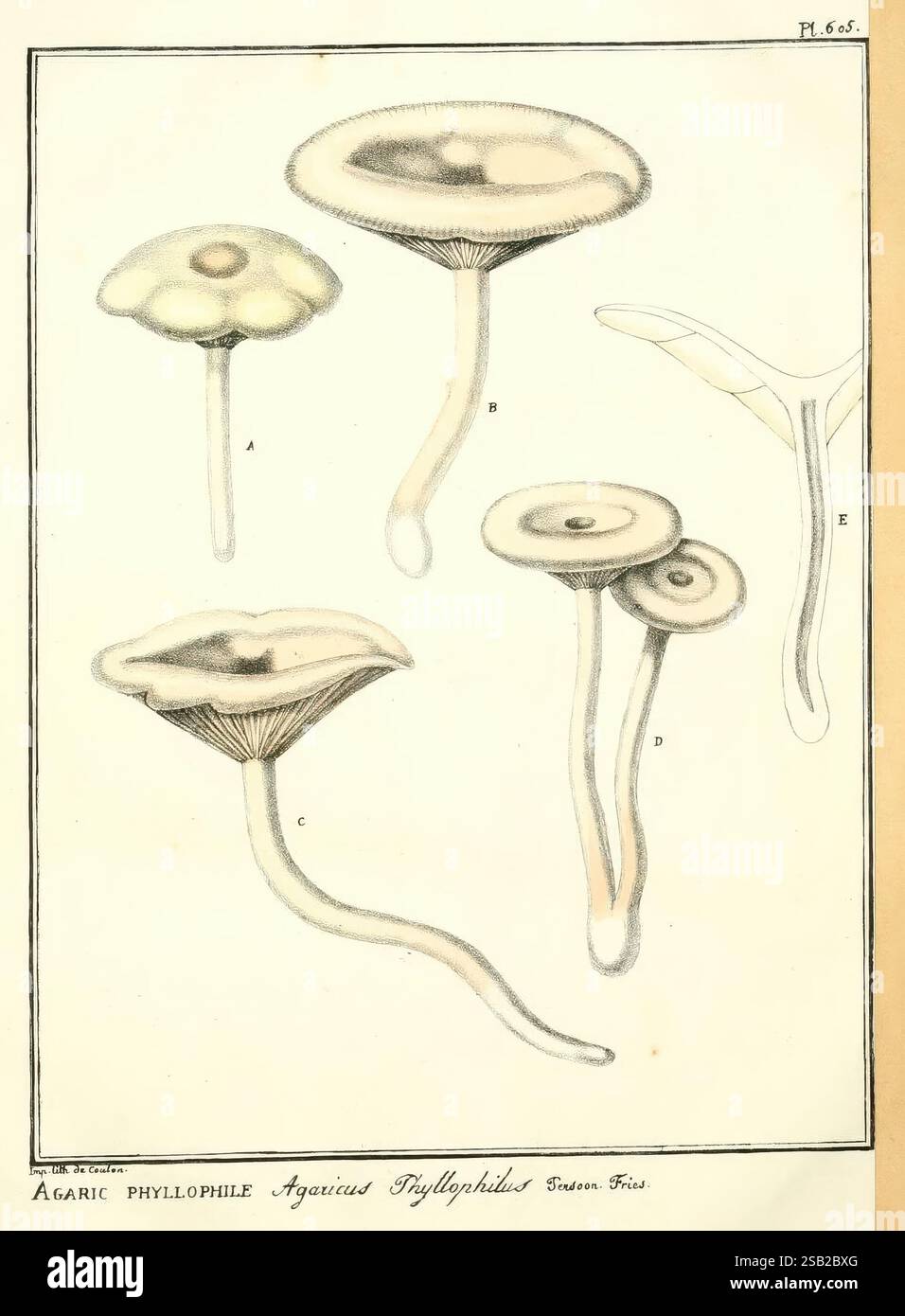 Figures des champignons, serving as a supplement to Bulliard's plates ...