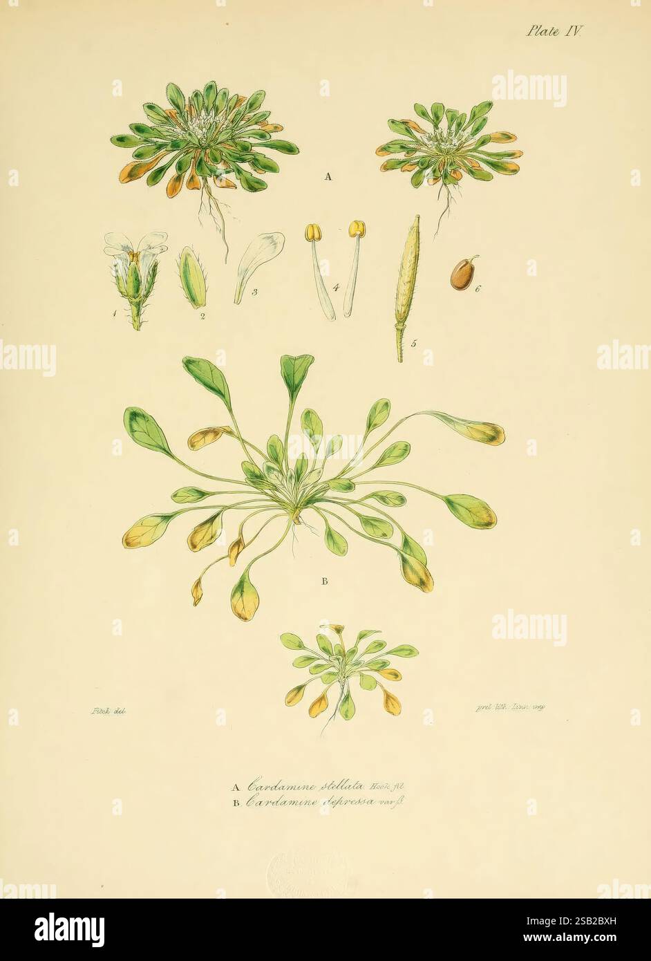 The botany of the Antarctic voyage of H.M. discovery ships Erebus and ...