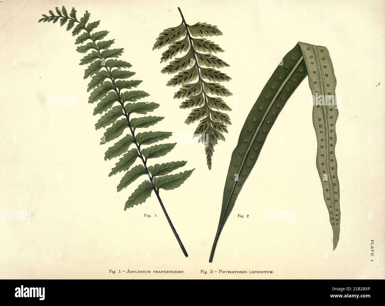 Aspidium trichomanes hi-res stock photography and images - Alamy