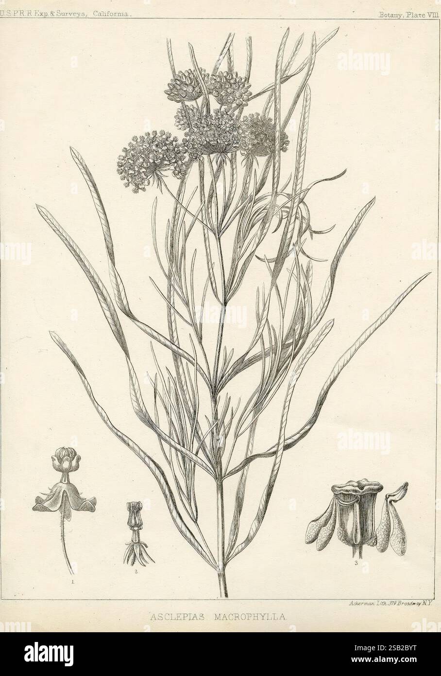 Drawings, Prints associated with USPRR reports, Photographs, Archival ...