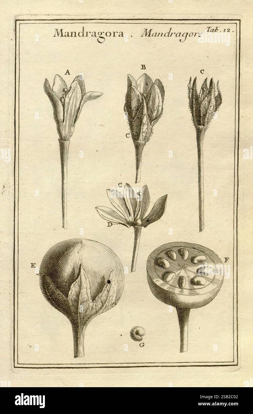 Arrangement showcases various stages hi-res stock photography and ...