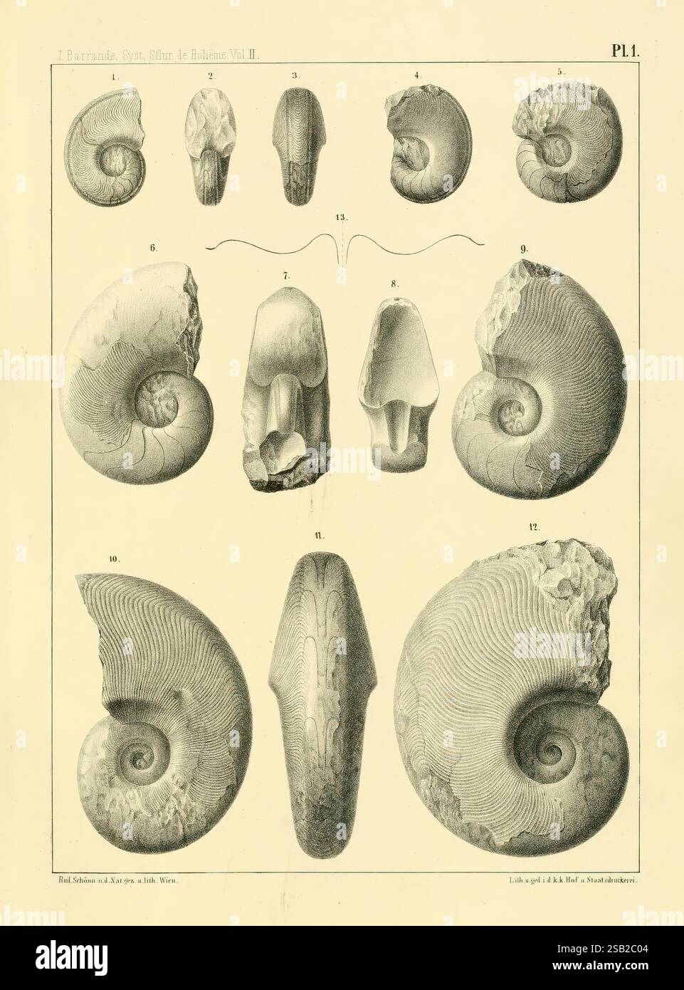 Fossil enthusiasts alike hi-res stock photography and images - Alamy