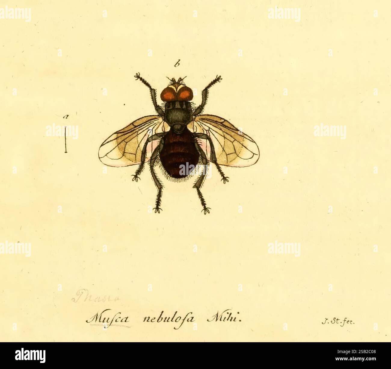 Musca nebulosa hi-res stock photography and images - Alamy