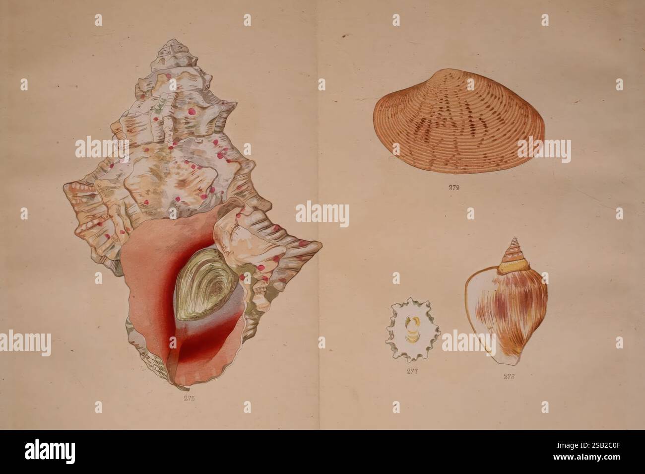 Patella stellaeformis hi-res stock photography and images - Alamy
