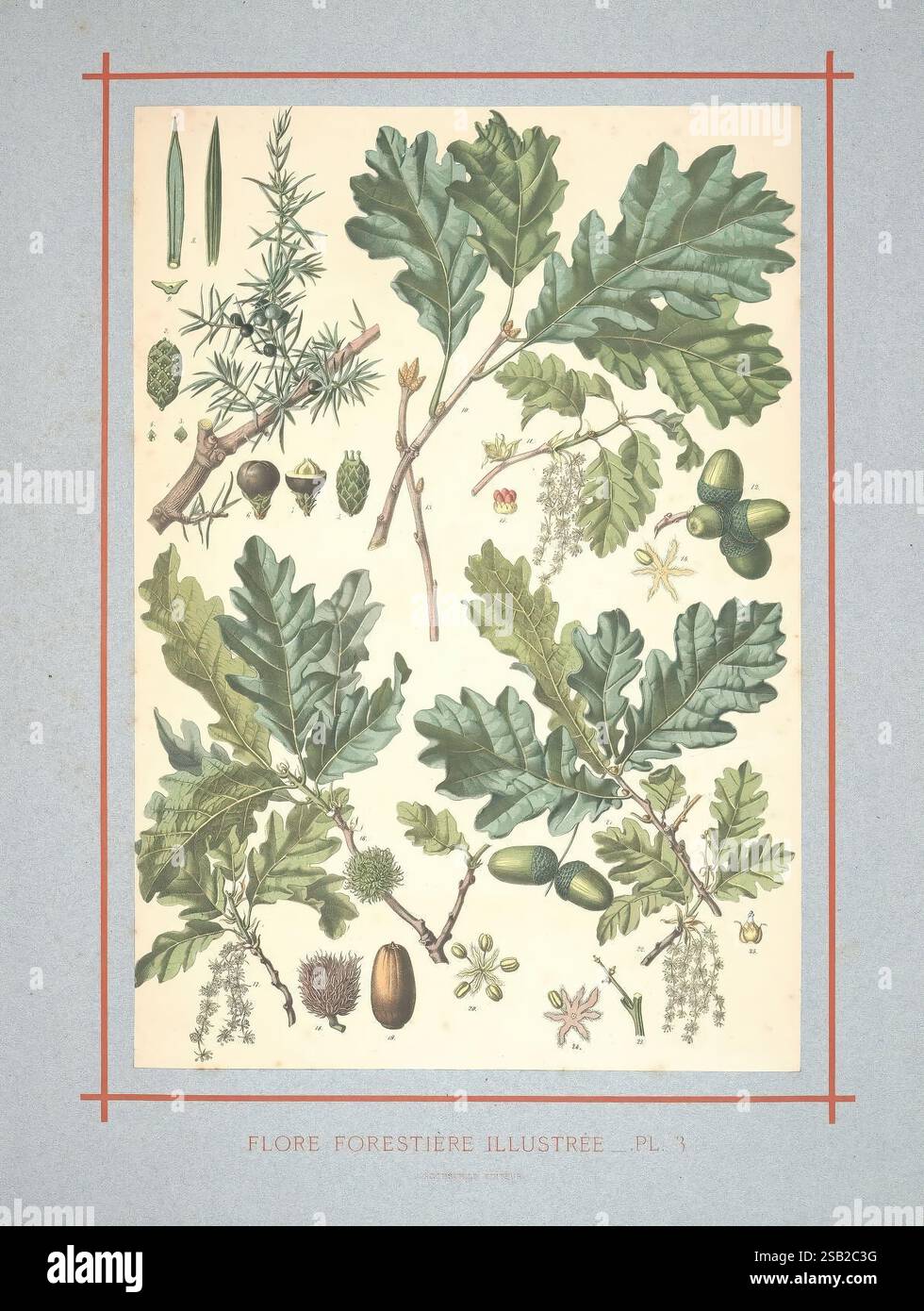 Flore forestière, Paris, J. Rothschild, 1872, Europe, Forest plants ...