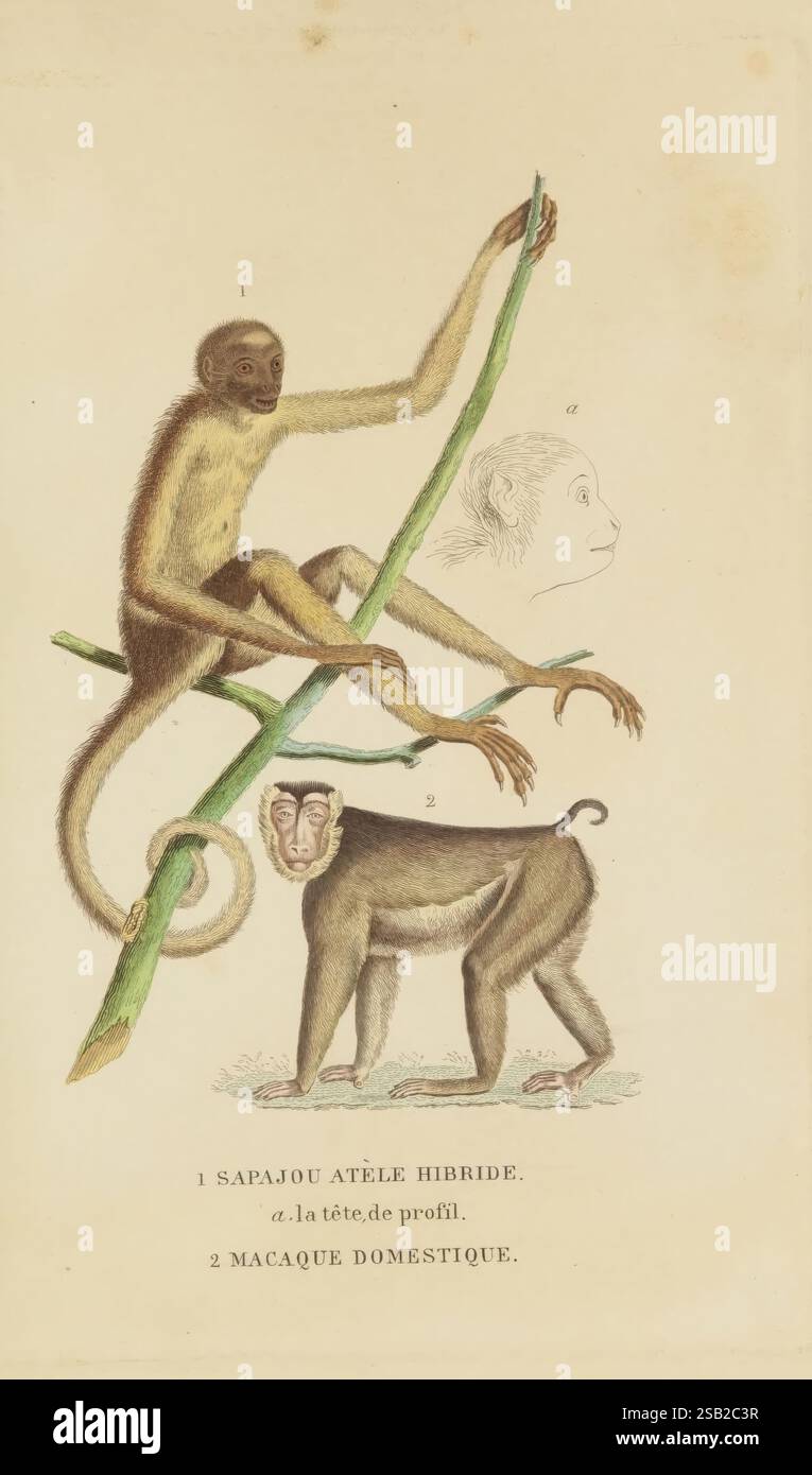 Robust primate exhibits hi-res stock photography and images - Alamy