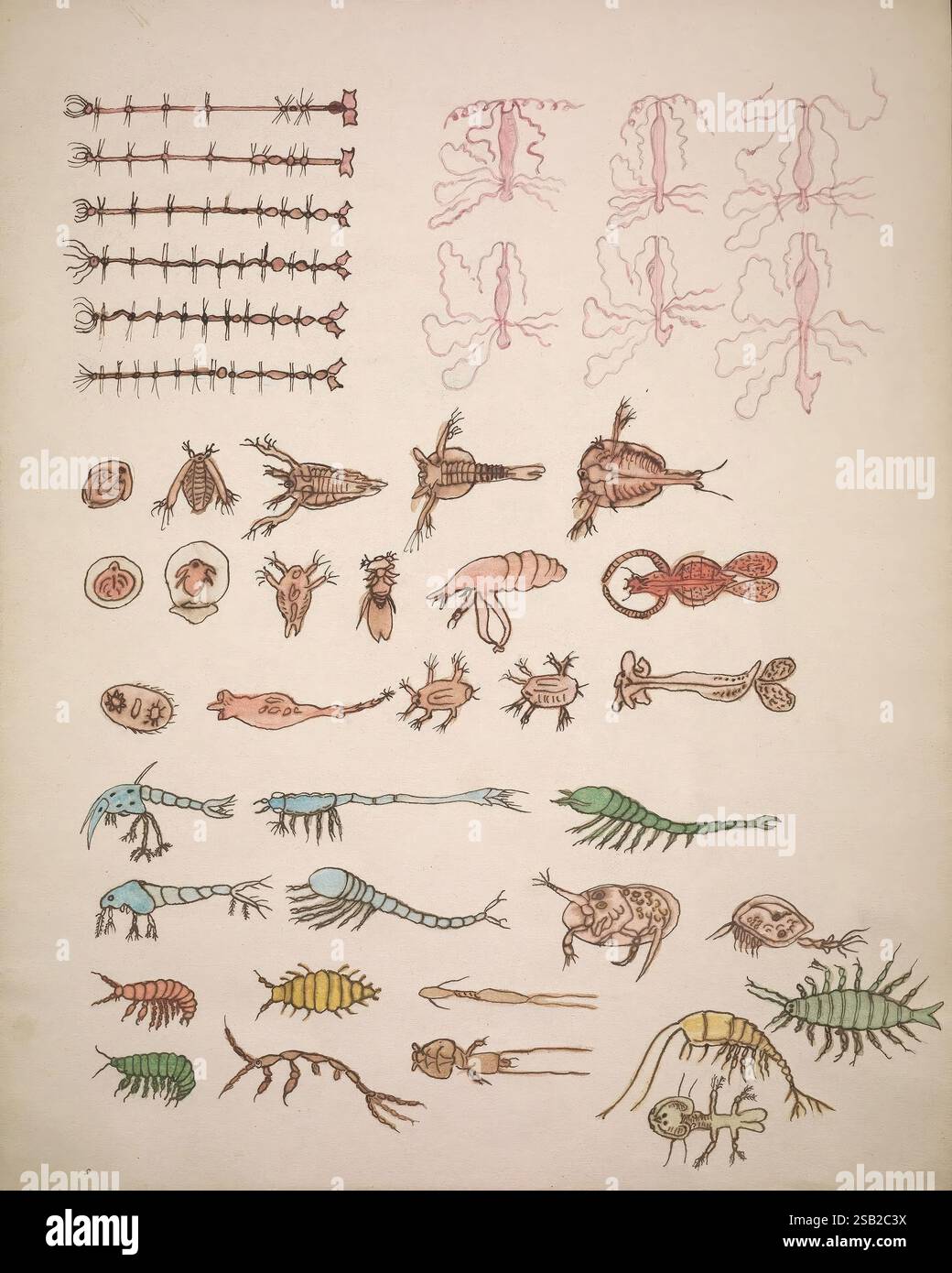 Drawings, illustrating, the, Lowell, Lectures, on, comparative ...