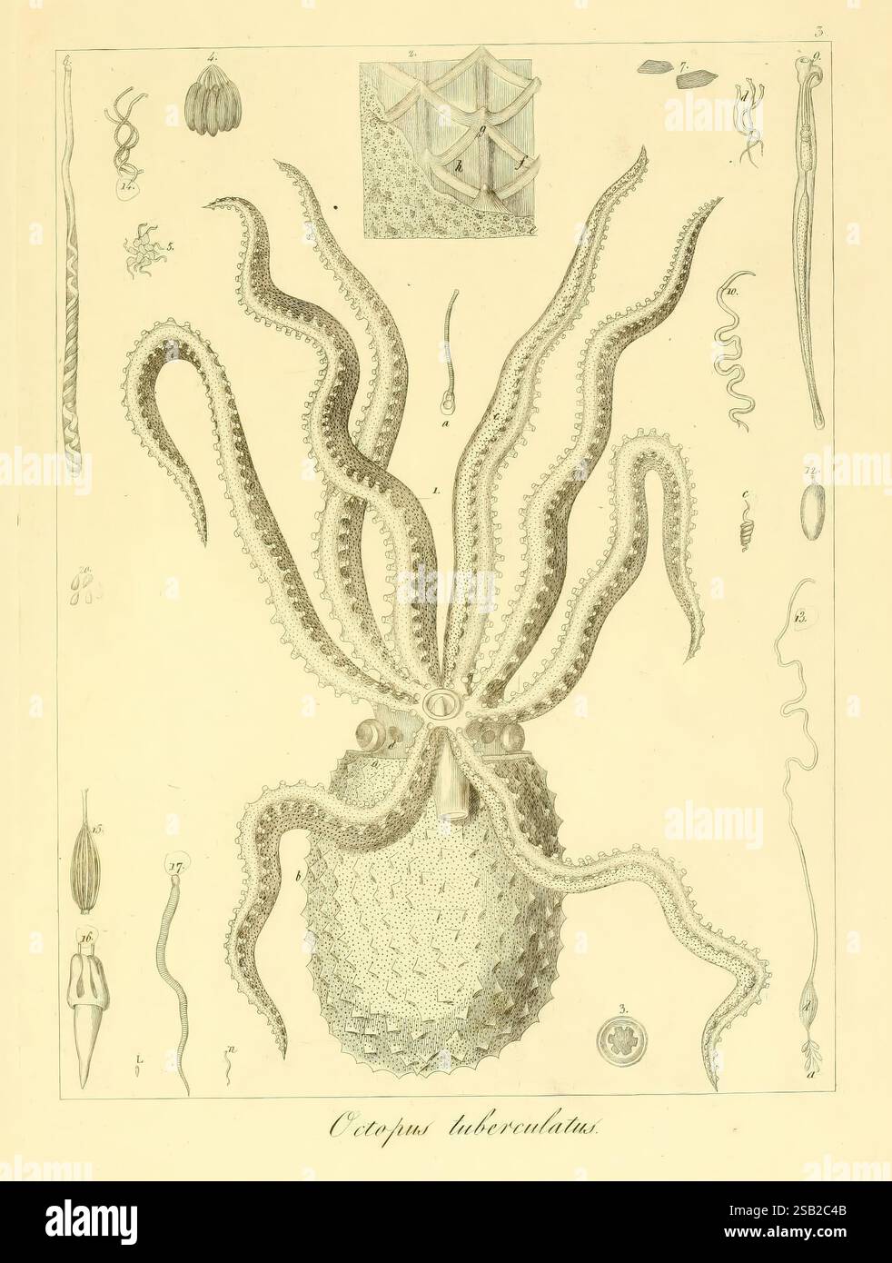 Two creatures coexist hi-res stock photography and images - Alamy