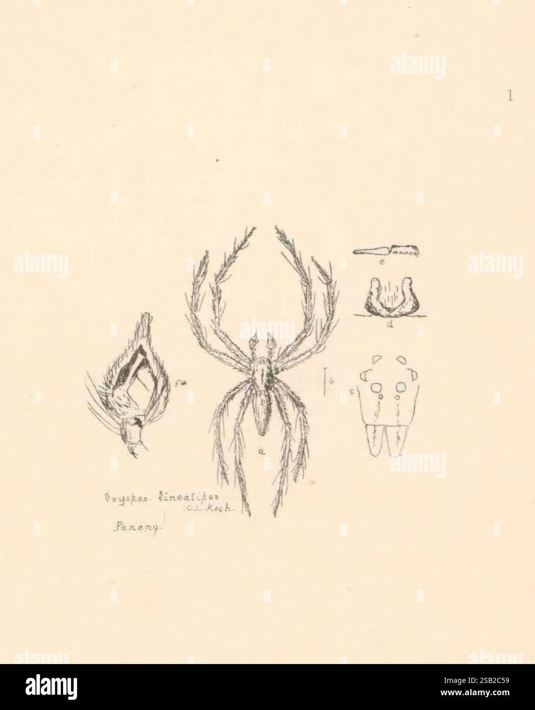 Spiders anatomy highlights hi-res stock photography and images - Alamy