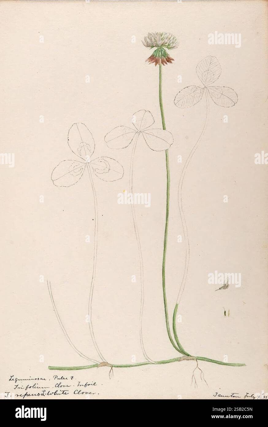 Distinctive three leaved structure hi-res stock photography and images ...