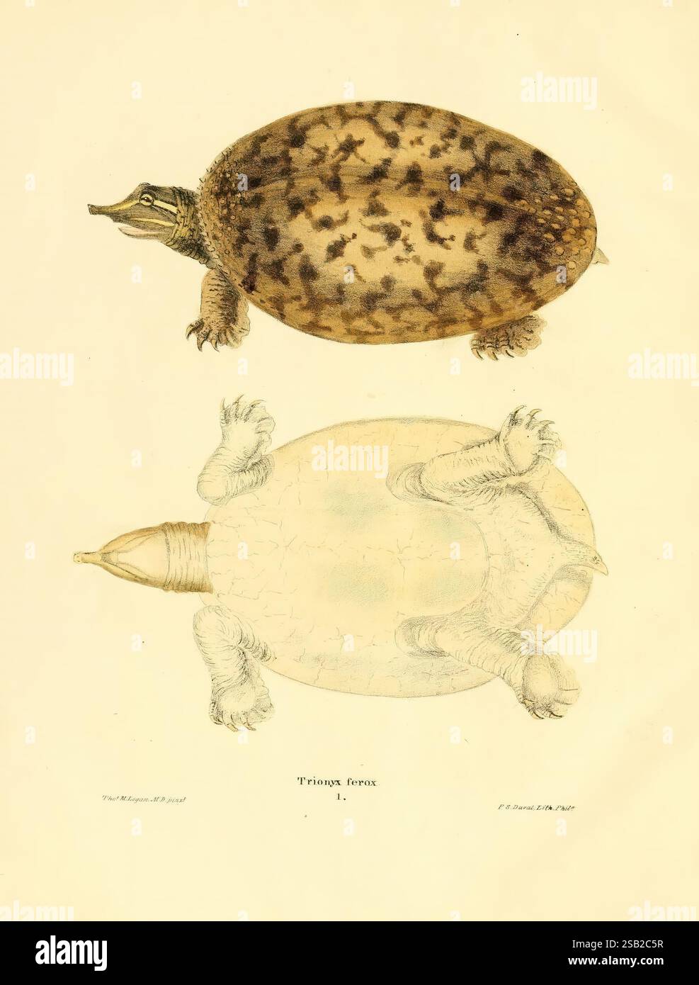 Dobson 1836 1840 amphibians reptiles united states museum hi-res stock ...
