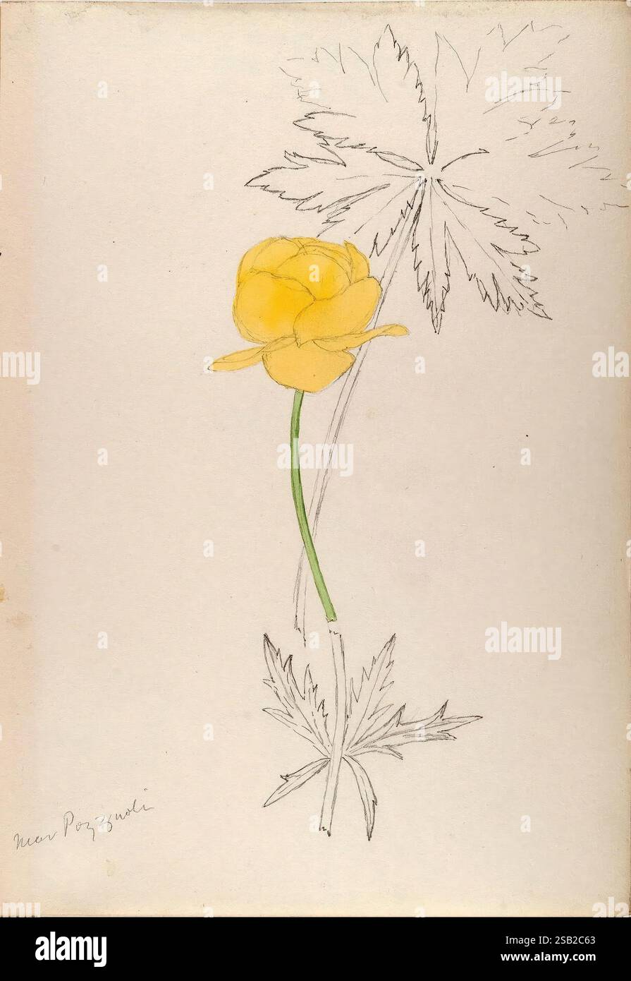 Subtle sketch outlines hi-res stock photography and images - Alamy