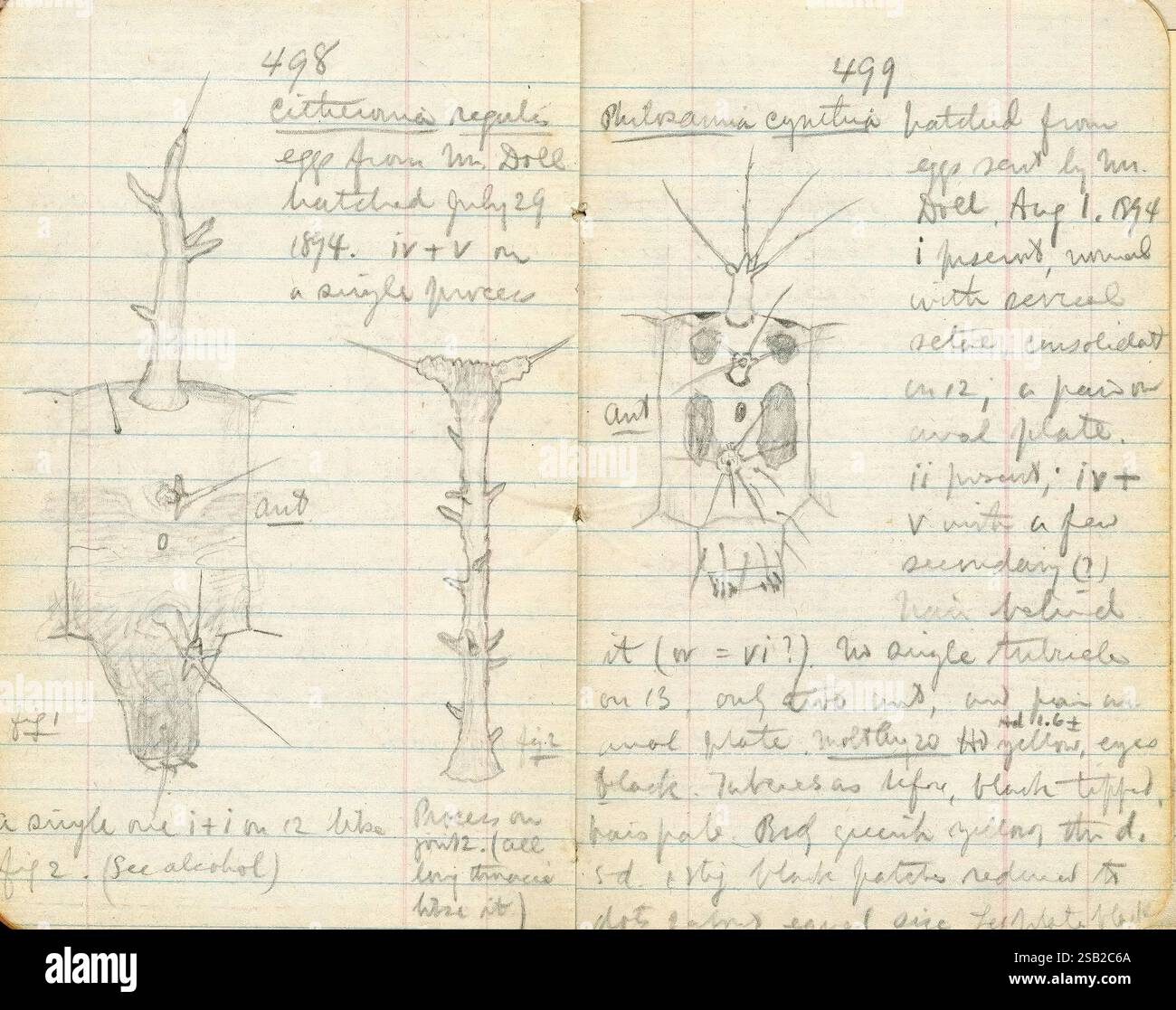 H. G. Dyar, bluebook, 492510, 1894-1902, New York, United States, Maine ...