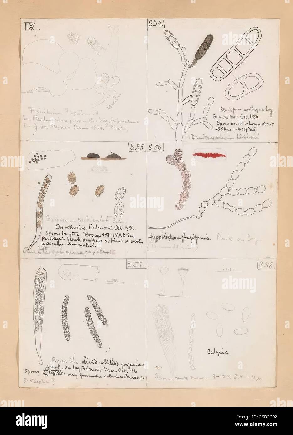 Labeled diagrams of different species hi-res stock photography and ...