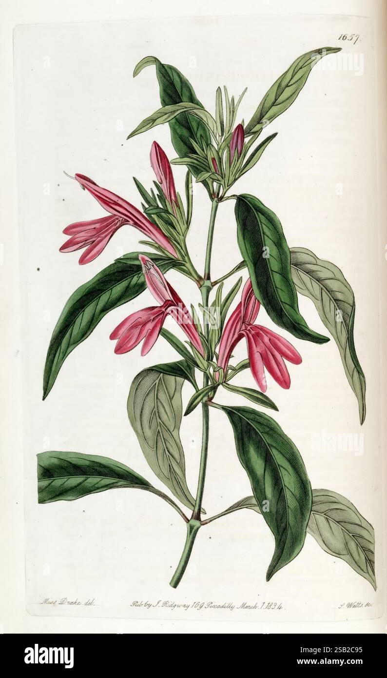 Plant introduction plants ornamental 35 sarah ann drake 2 women hi-res ...