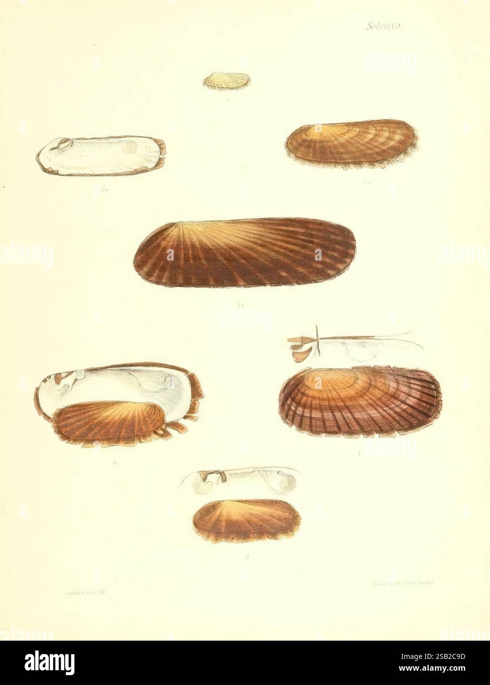Conchologia Iconica, or Illustrations of the Shells of Molluscous ...