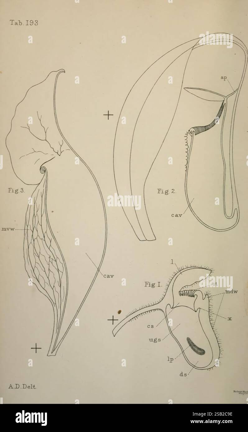 Journal of Botany, British and Foreign. London, Robert Hardwicke, 1863 ...