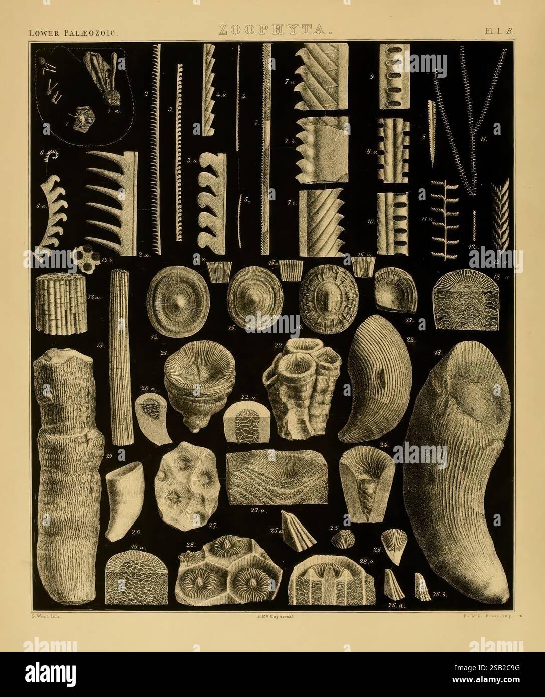 Showcased fossils hi-res stock photography and images - Alamy