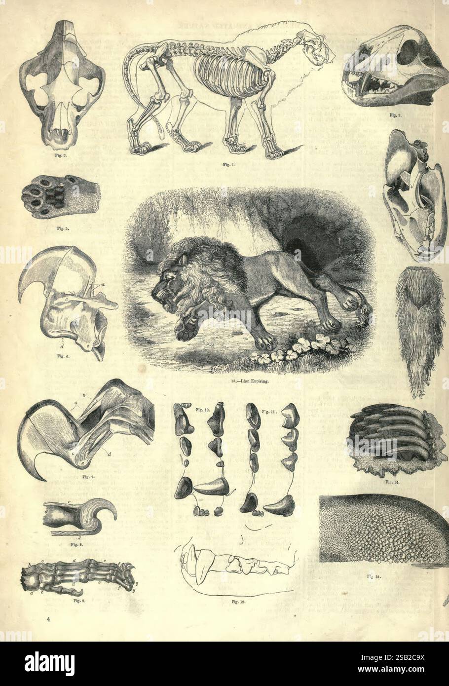 The Pictorial Museum of Animated Nature v.1. London, C. Cox, [1844 ...