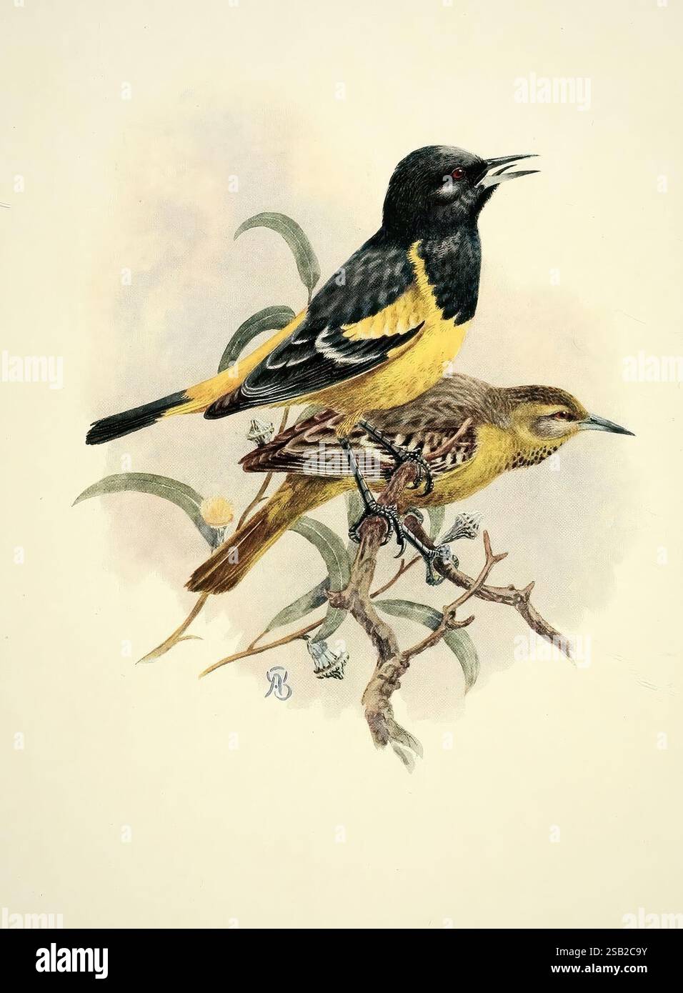 Tan markings rests hi-res stock photography and images - Alamy