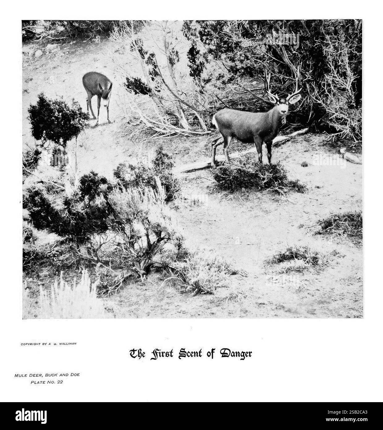 Deer display alert postures hi-res stock photography and images - Alamy