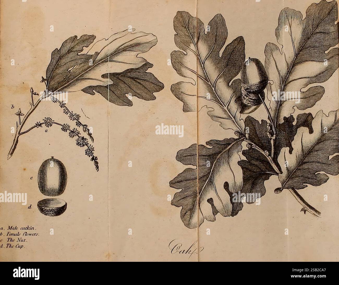 Lobed leaves displays hi-res stock photography and images - Alamy