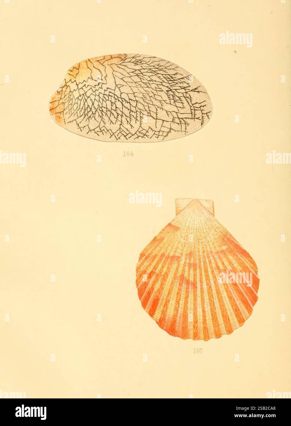 Pictorial works shells yoichiro hirase tapes hi-res stock photography ...