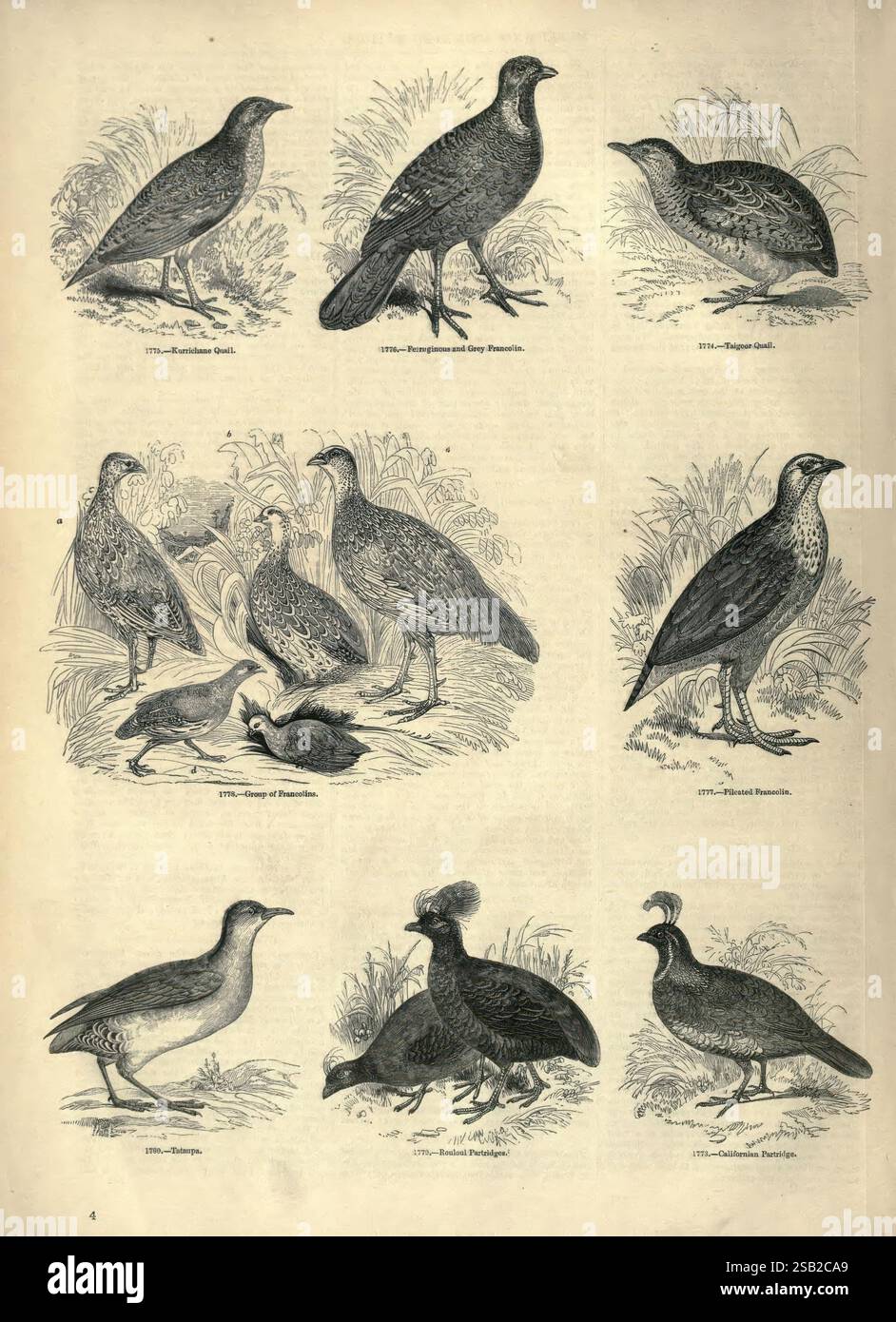 The, Pictorial, Museum, of, Animated, Nature, London, C. Cox, [1844 ...