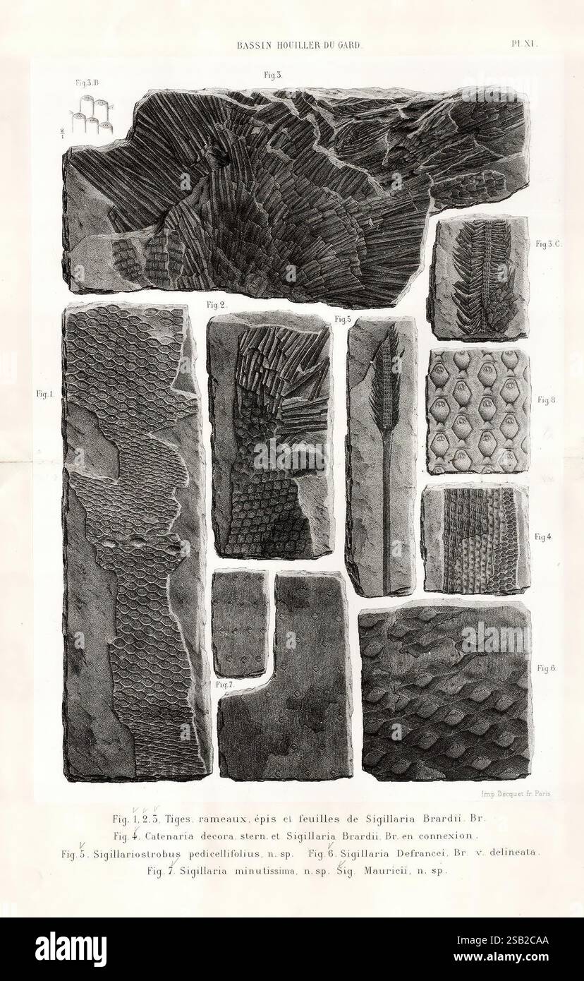 Segment highlights different morphological characteristics hi-res stock ...