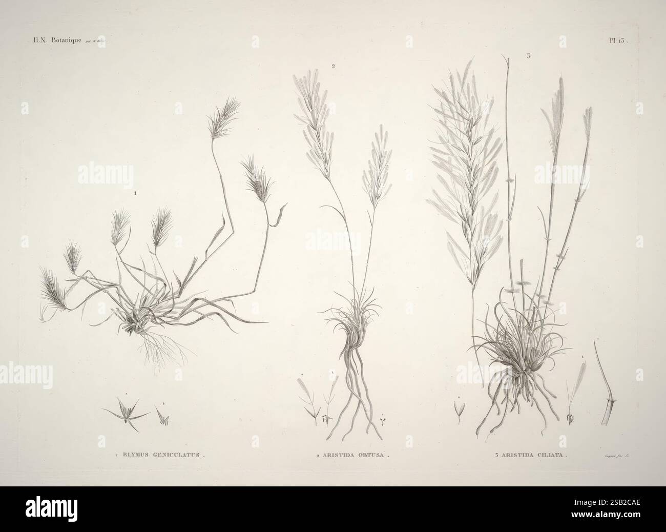 Flore d'Egypte, Paris, Imprimerie Impériale, 1813, plants, Egypt, This ...