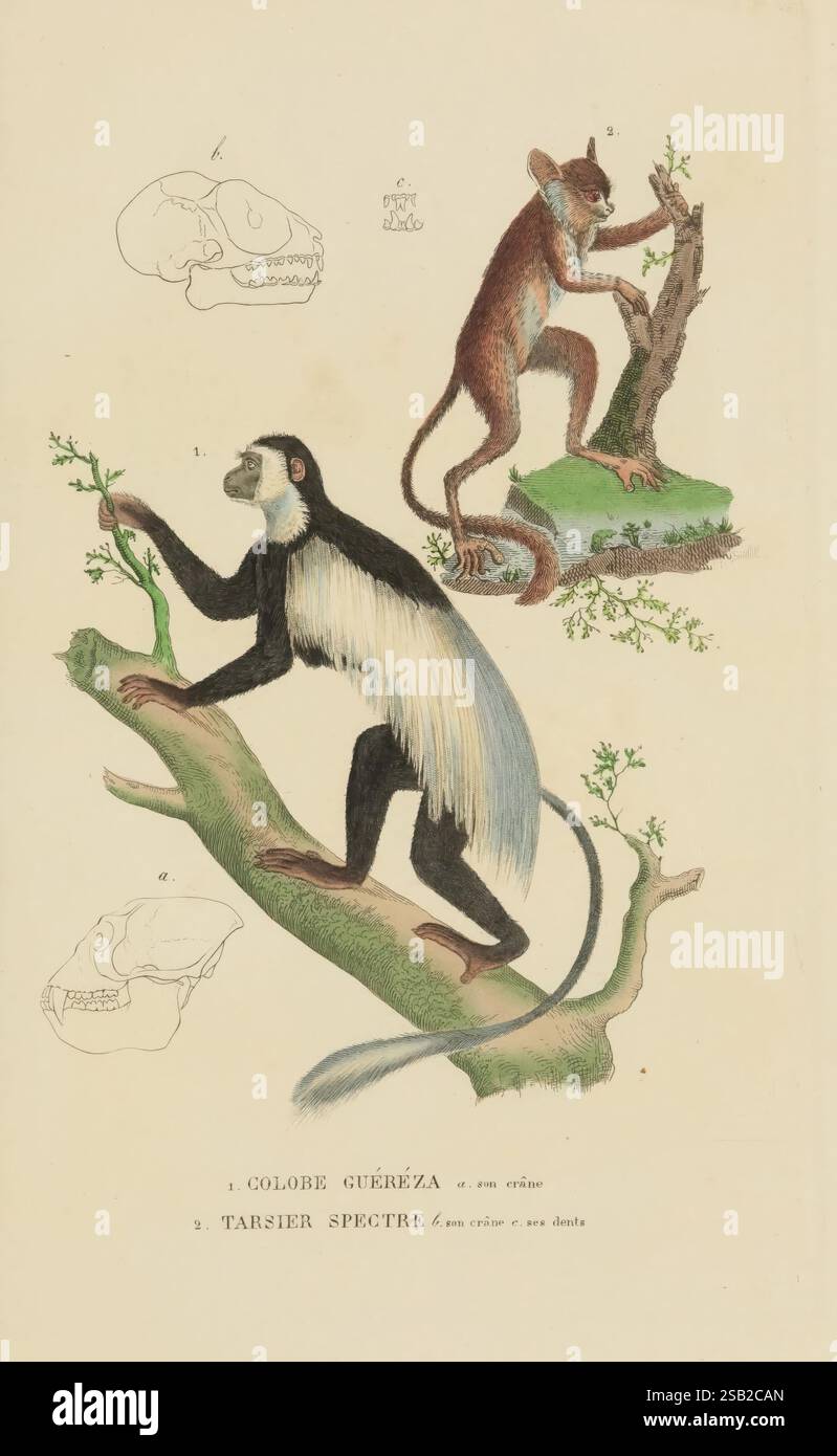 Illustration features two distinct primate species hi-res stock ...