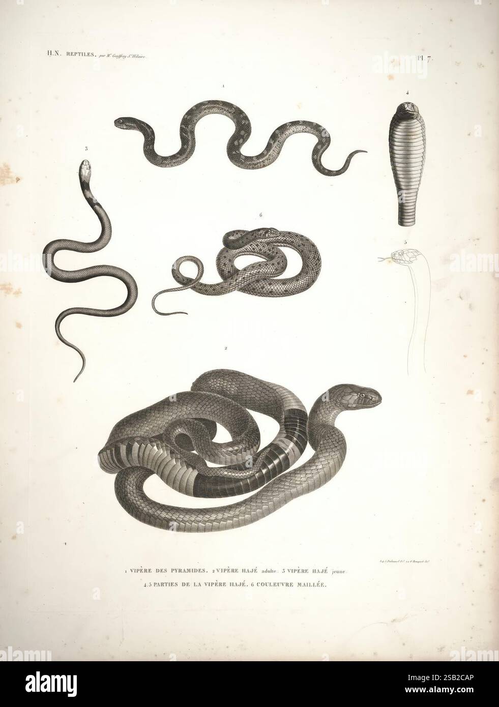 Two slender snakes hi-res stock photography and images - Alamy