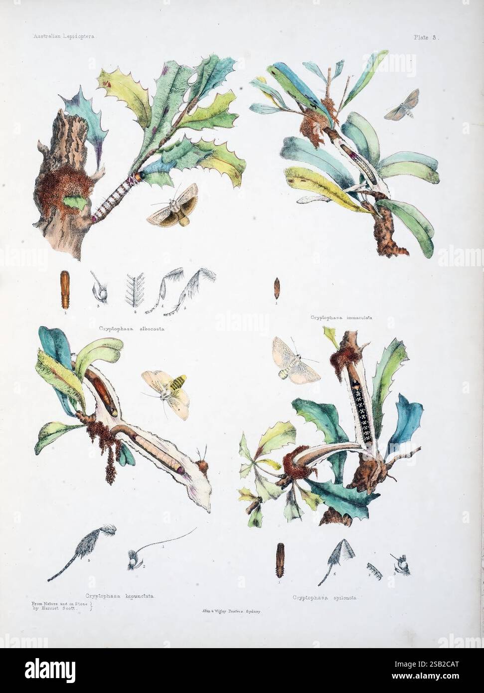 Australian, lepidoptera, and, their, transformations, drawn, from, the ...
