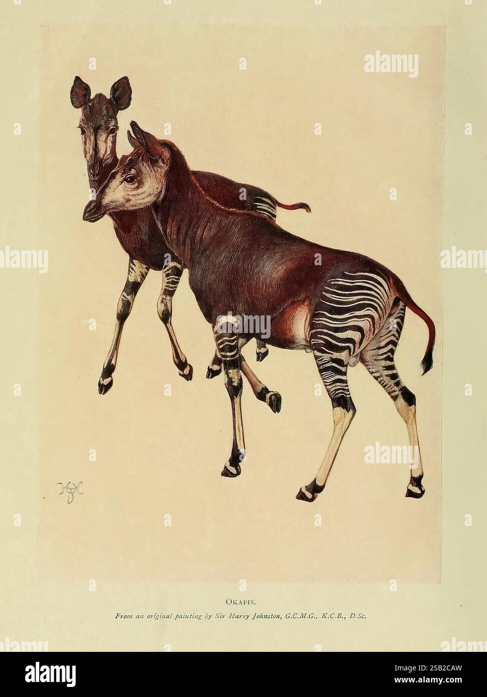 Artwork depicts two okapis hi-res stock photography and images - Alamy