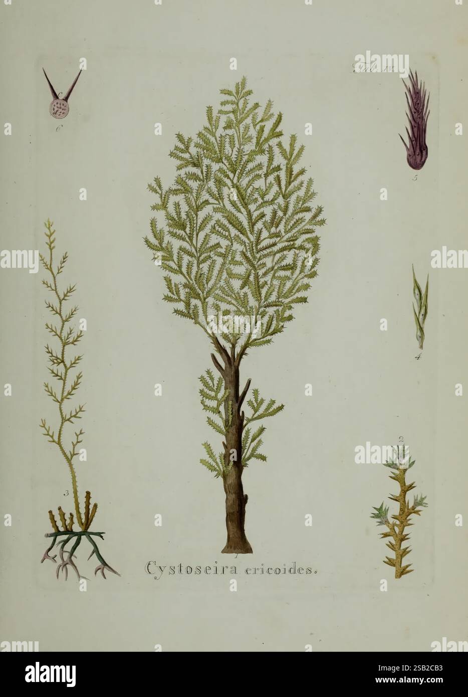 Hydrophytologiae, Regni, Neapolitani, icones, Neapoli, Ex, Typographia ...