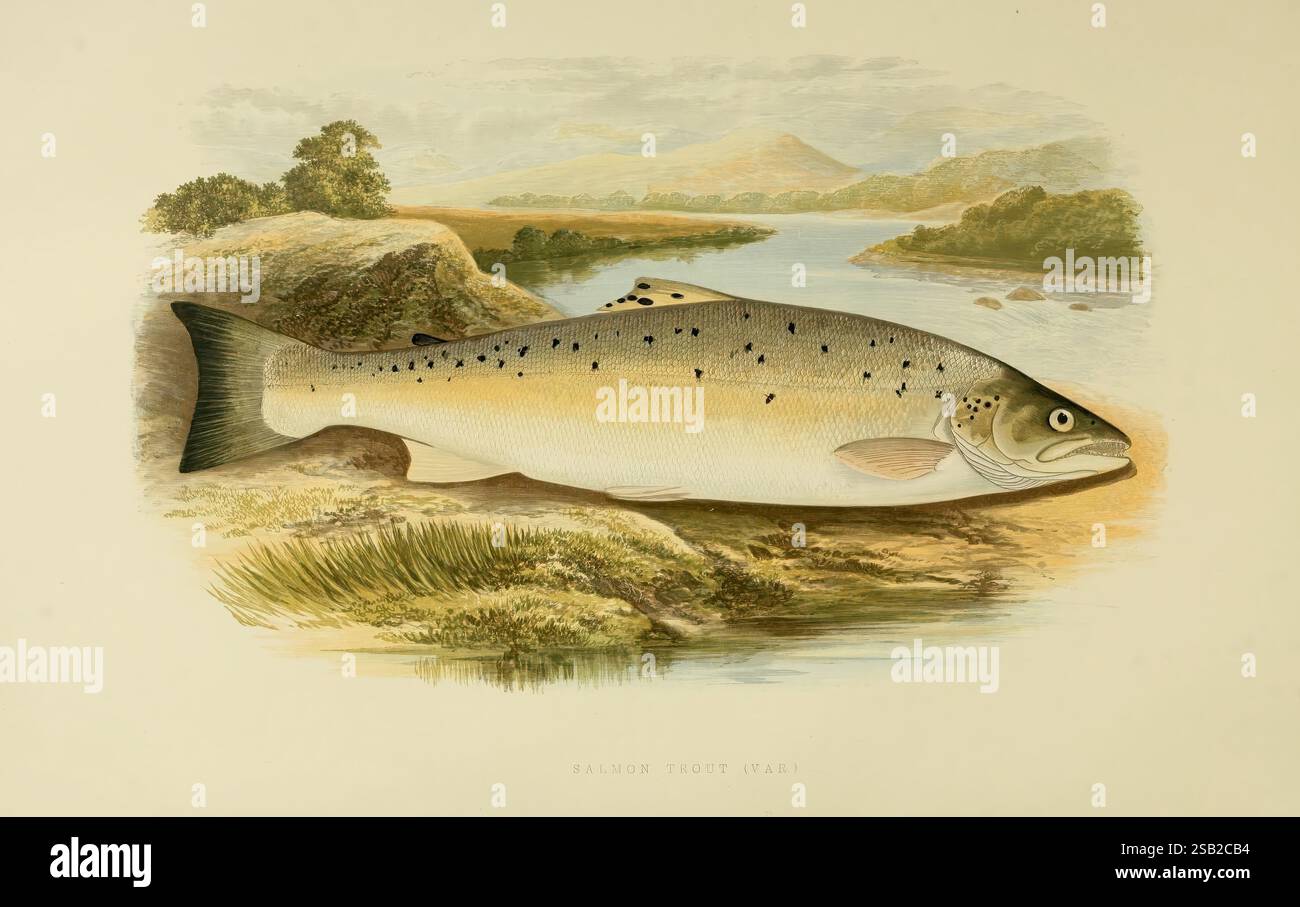 British, fresh, water, fishes, London, W. Mackenzie, 1879, Great ...