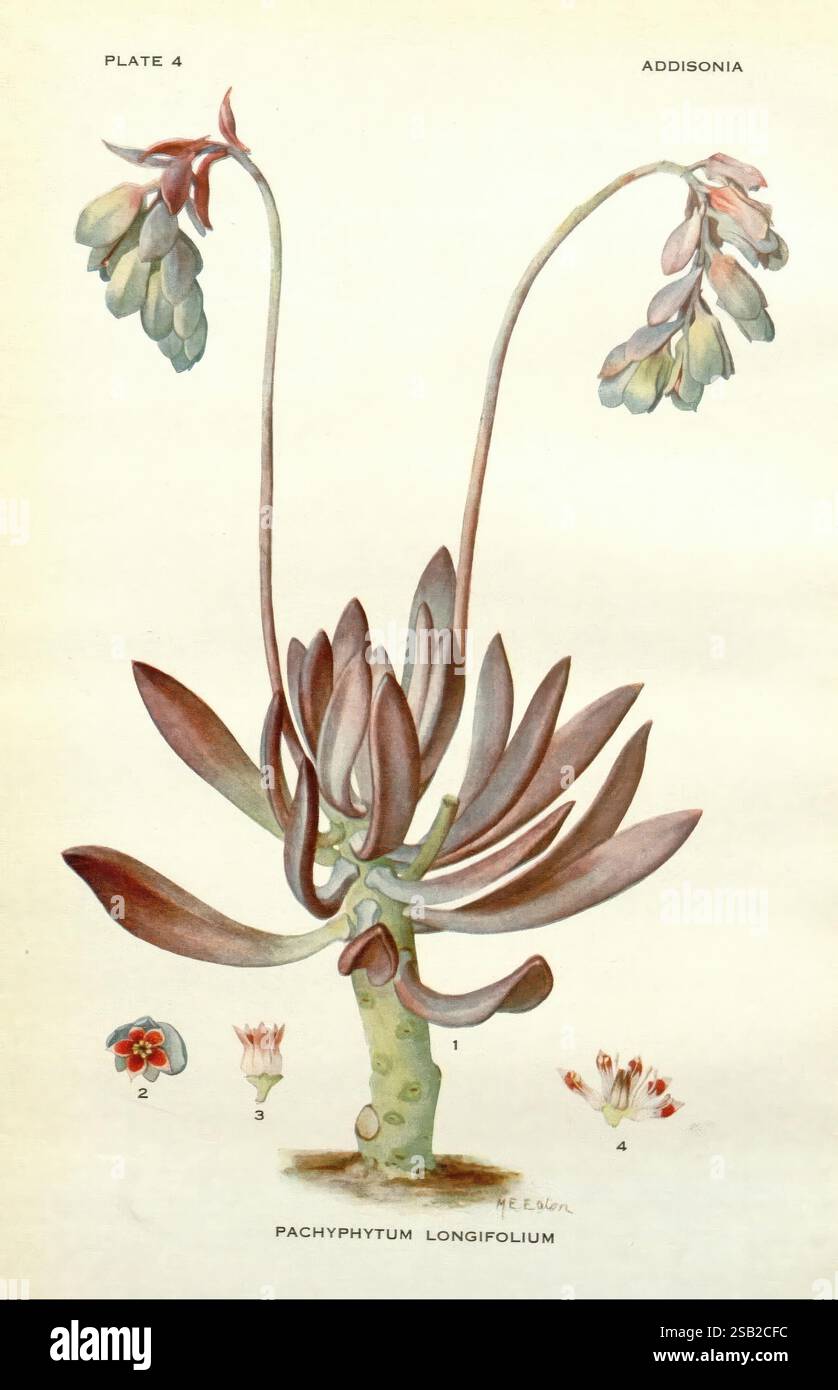 Addisonia, New York, New York Botanical Garden, 1916-1964, periodicals ...