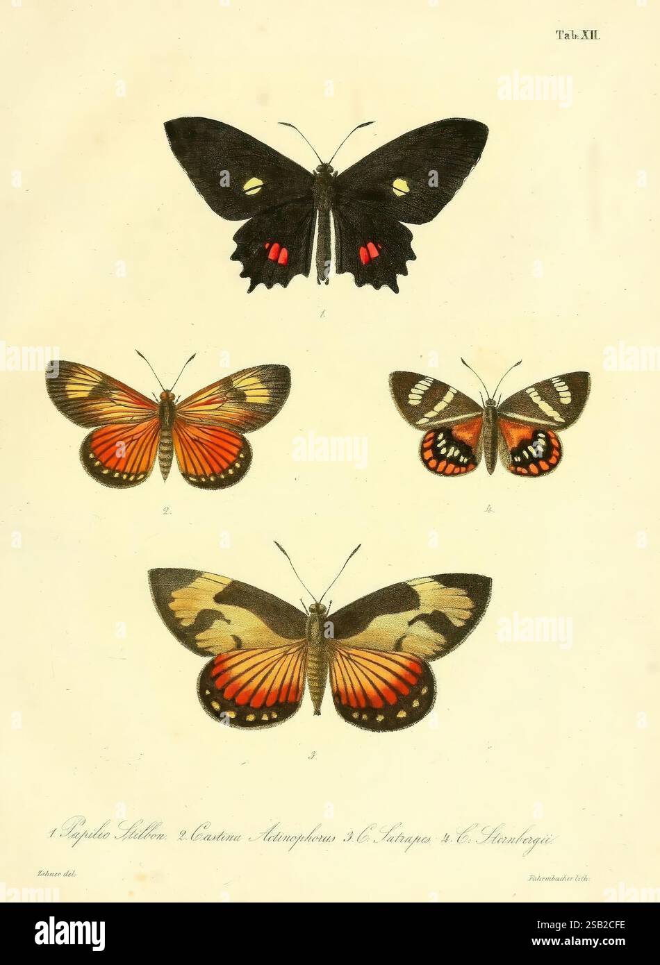 Fourth butterfly showcases hi-res stock photography and images - Alamy